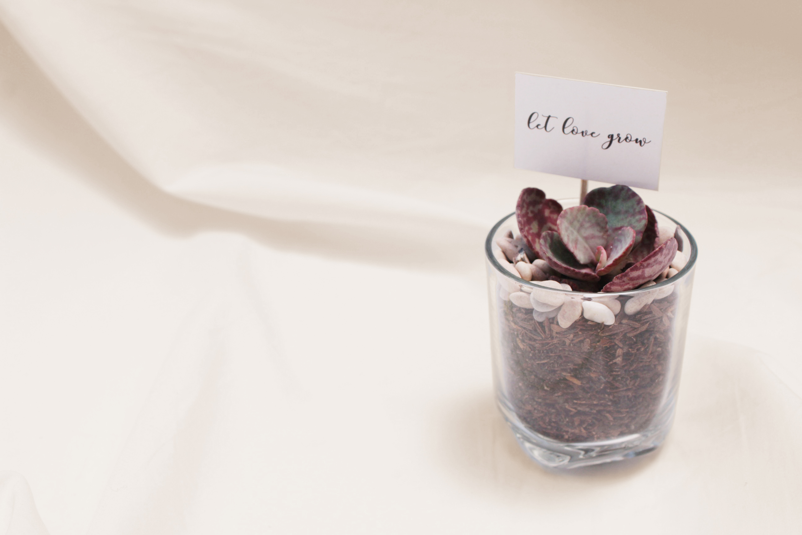 Basic glass planter by ABANE Succulent | Bridestory Store