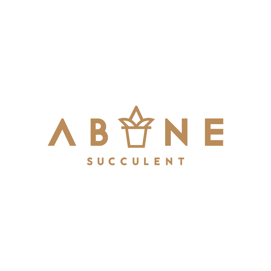 ABANE Succulent | Favors & Gifts in Jakarta | Bridestory.com