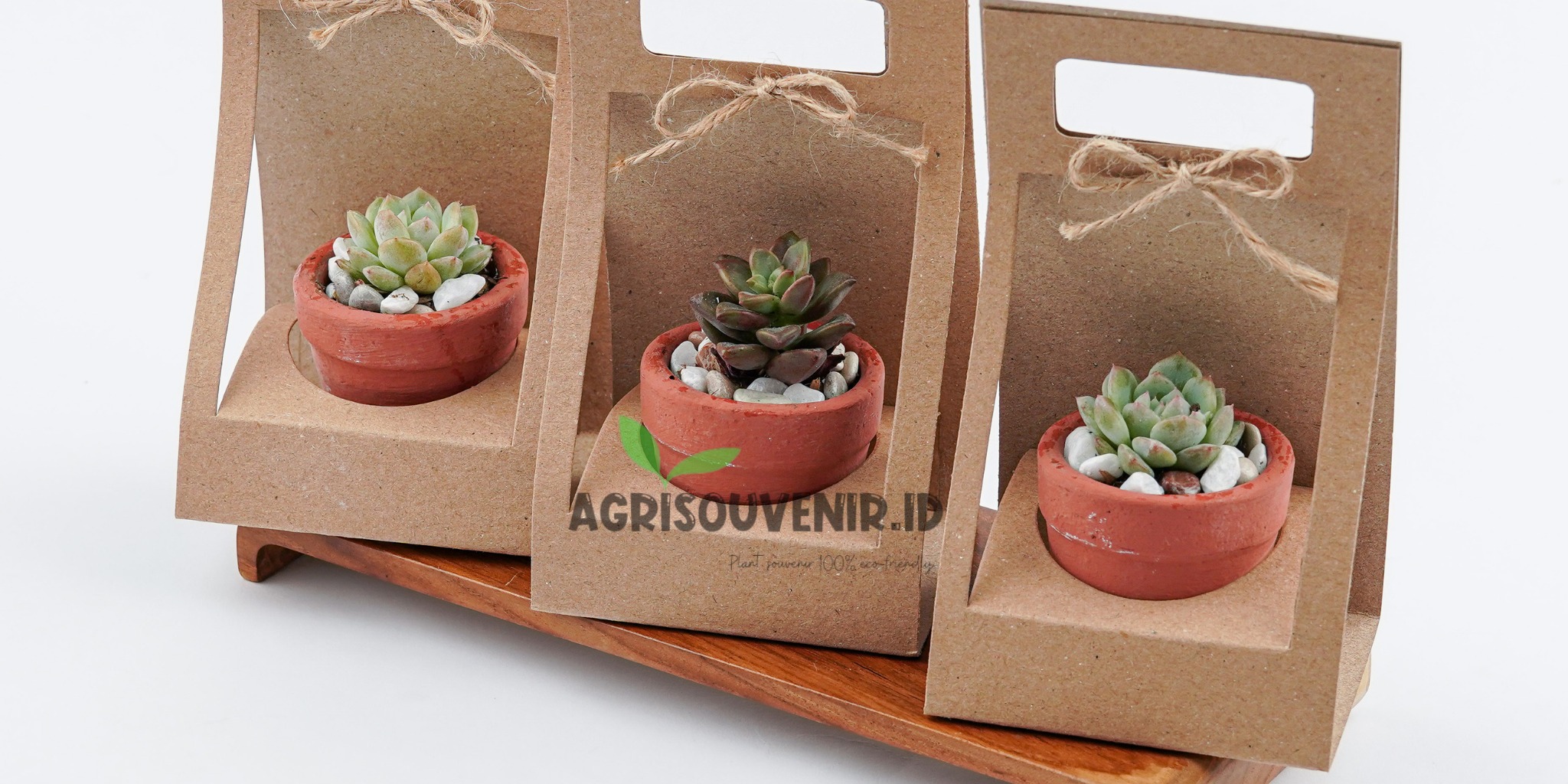 Agrisouvenir.id - Plant souvenir evelyn with eco-friendly packaging by ...