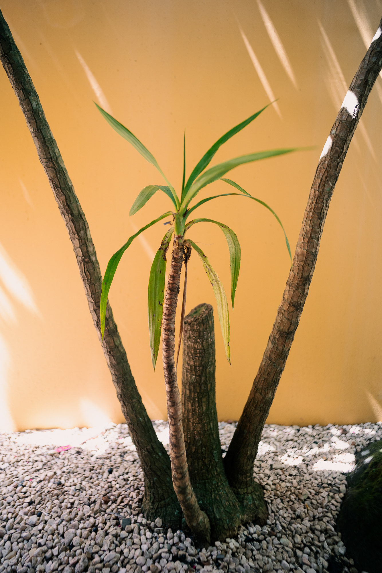 Bold & Radiant: Jolan & Zoe's Wedding Day | Namasa Weddings | Bridestory