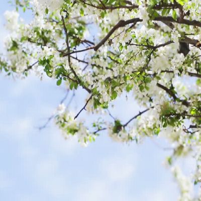 10 Cara Cantik Mendandani Bridesmaid pada Pernikahan Tradisional ...